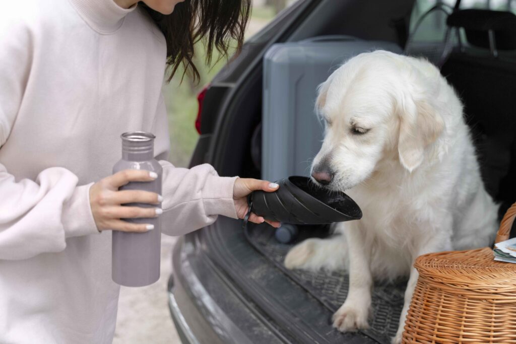 Boarding Admission Form | Animal Hospital Of Irvine